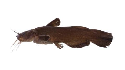 Fishing for Black madtom: Fish Species – FishAngler.com