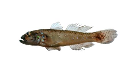 Fishing for Robust mangrove goby → Explore Catches, Top Baits & More!