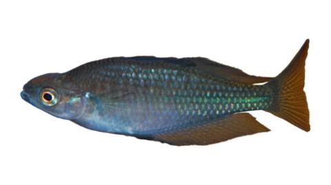 Fishing for Murray river rainbowfish → Explore Catches, Top Baits & More!