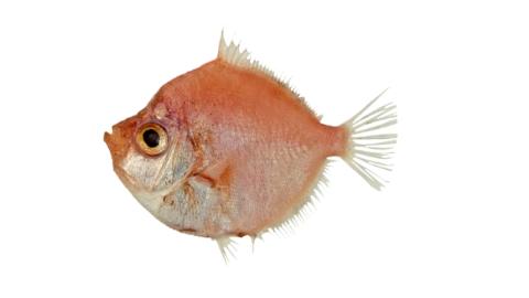 Fishing for Malayan deepsea boarfish → Explore Catches, Top Baits & More!