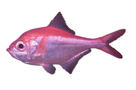 Fishing for Alfonsino → Explore Catches, Top Baits & More!