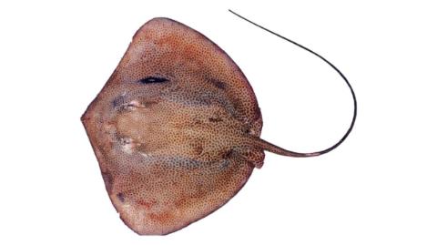 Fishing for Leopard whipray: Fish Species – FishAngler.com