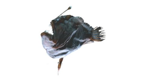 Fishing for Humpback anglerfish: Fish Species – FishAngler.com
