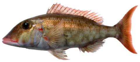 Fishing for Spotcheek emperor: Fish Species – FishAngler.com