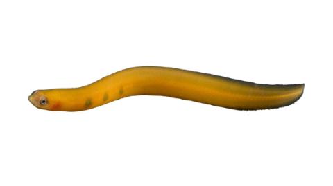 Fishing for Common shore-eel: Fish Species – FishAngler.com