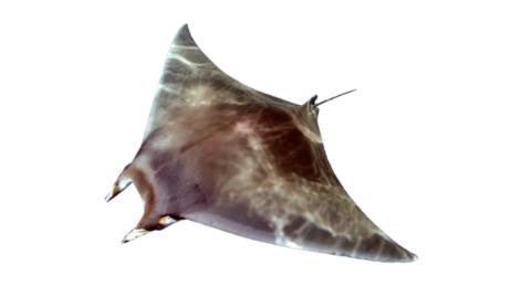 Fishing for Lesser devil ray → Explore Catches, Top Baits & More!