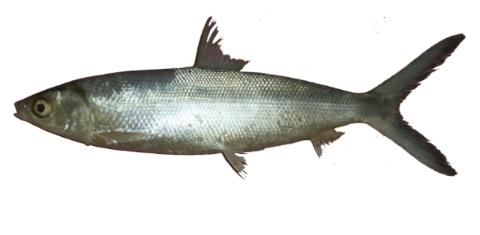 Fishing for Milkfish → Explore Catches, Top Baits & More!