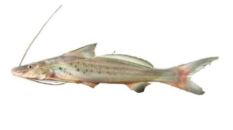 Fishing for Pati: Fish Species – FishAngler.com