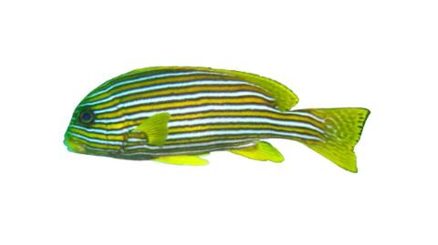 Fishing for Ribboned sweetlips: Fish Species – FishAngler.com