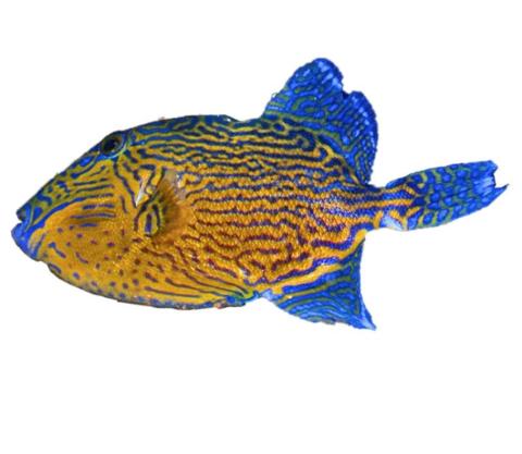 Fishing for Yellow-spotted triggerfish → Explore Catches, Top Baits & More!