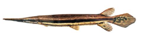 Fishing for Florida gar → Explore Catches, Top Baits & More!