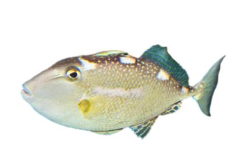 Fishing for Starry triggerfish → Explore Catches, Top Baits & More!