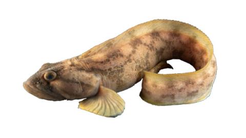 Fishing for Ocean pout → Explore Catches, Top Baits & More!