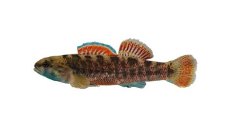 Fishing for Greenthroat darter → Explore Catches, Top Baits & More!