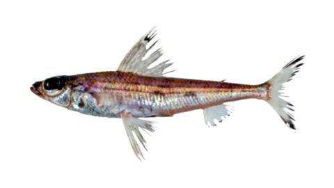 Fishing for Cucumber fish: Fish Species – FishAngler.com