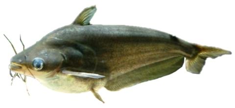 Fishing for African butter catfish → Explore Catches, Top Baits & More!