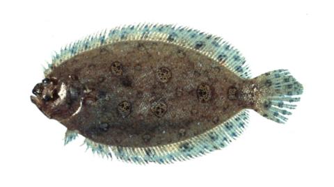 Fishing for Smalltooth flounder → Explore Catches, Top Baits & More!