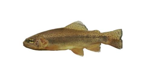 Fishing for Gila trout: Fish Species – FishAngler.com