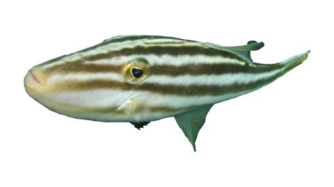 Fishing for Chinaman-leatherjacket → Explore Catches, Top Baits & More!