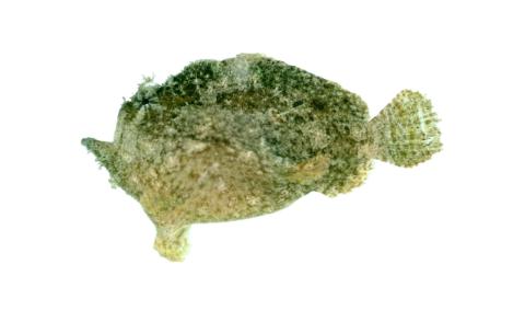 Fishing for New Guinean frogfish → Explore Catches, Top Baits & More!