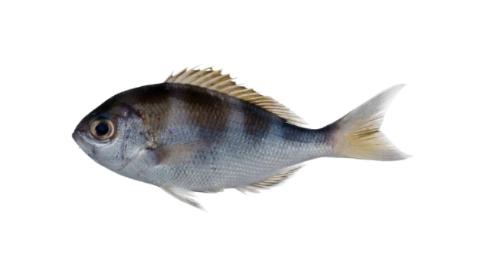 Fishing for Saddle-back snapper → Explore Catches, Top Baits & More!