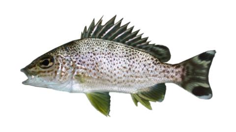 Fishing for Yellowtail trumpeter: Fish Species – FishAngler.com