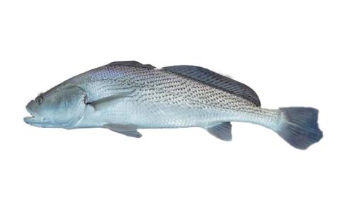 Fishing for Cassava croaker → Explore Catches, Top Baits & More!