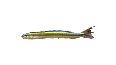 Fishing for Sabertooth blenny → Explore Catches, Top Baits & More!