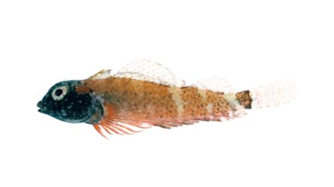 Fishing for Western Australian black-head triplefin → Explore Catches ...