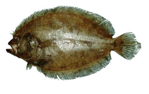 Fishing for Largetooth flounder → Explore Catches, Top Baits & More!