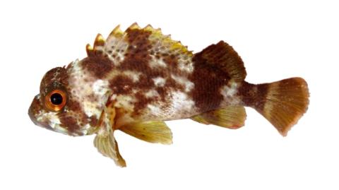 Fishing for Humpback nohu → Explore Catches, Top Baits & More!