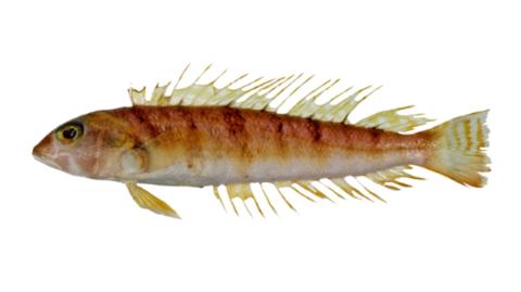 Fishing for Barred grubfish: Fish Species – FishAngler.com