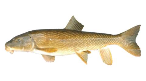 Fishing for Utah sucker → Explore Catches, Top Baits & More!