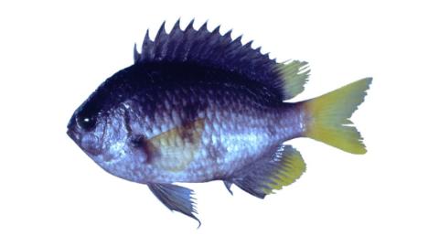 Fishing for Yellowtail reeffish: Fish Species – FishAngler.com