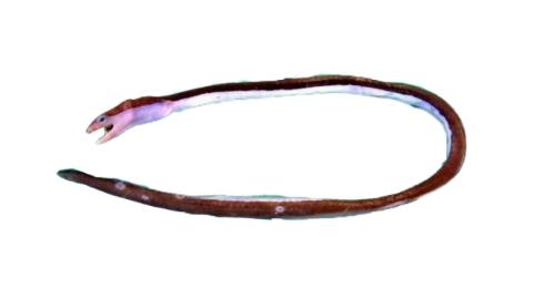 Fishing for Bicolor eel → Explore Catches, Top Baits & More!