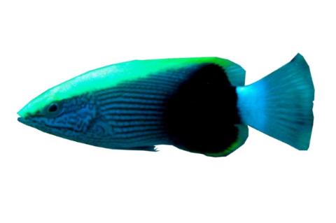 Fishing for Hawaiian hogfish → Explore Catches, Top Baits & More!