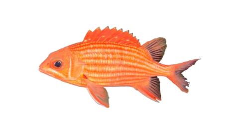 Fishing for Samurai squirrelfish: Fish Species – FishAngler.com