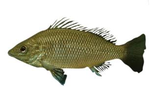 Fishing for Midgley's grunter: Fish Species – FishAngler.com