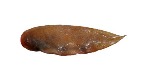 Fishing for Freshwater tongue sole: Fish Species – FishAngler.com
