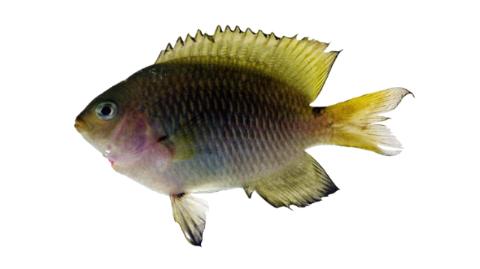 Fishing for Dusky farmerfish: Fish Species – FishAngler.com