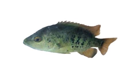 Fishing for Barton's cichlid: Fish Species – FishAngler.com