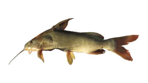 Fishing for Plain squeaker → Explore Catches, Top Baits & More!