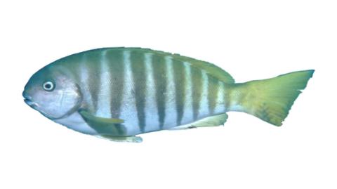 Fishing for Zebra fish → Explore Catches, Top Baits & More!