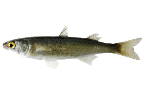 Fishing for Yellow-eye mullet → Explore Catches, Top Baits & More!