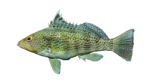 Fishing for Spotted sand bass → Explore Catches, Top Baits & More!