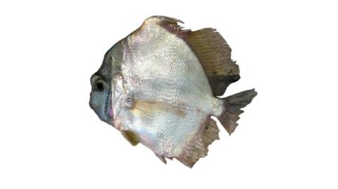 Fishing for African sicklefish → Explore Catches, Top Baits & More!