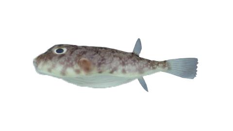 Fishing for Bearded puffer → Explore Catches, Top Baits & More!