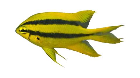 Fishing for Black-and-gold chromis → Explore Catches, Top Baits & More!