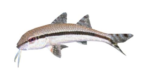 Fishing for Australian goatfish: Fish Species – FishAngler.com