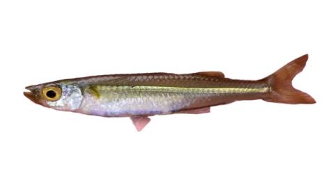 Fishing for Tidewater silverside: Fish Species – FishAngler.com